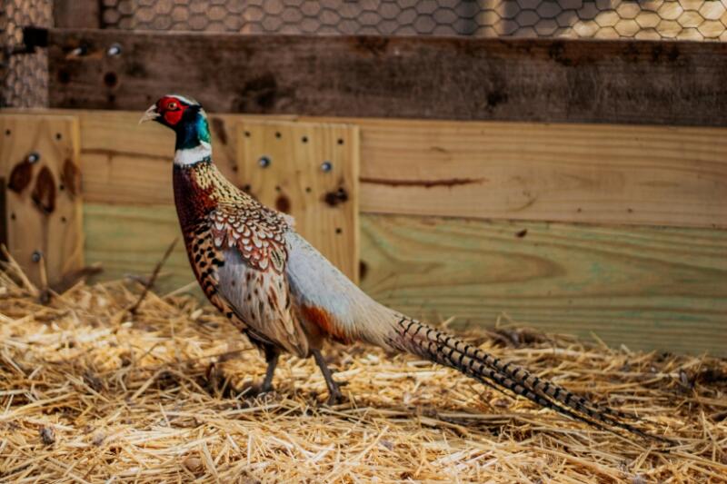 Kansas Ringneck Pheasant | MacFarlane Pheasants