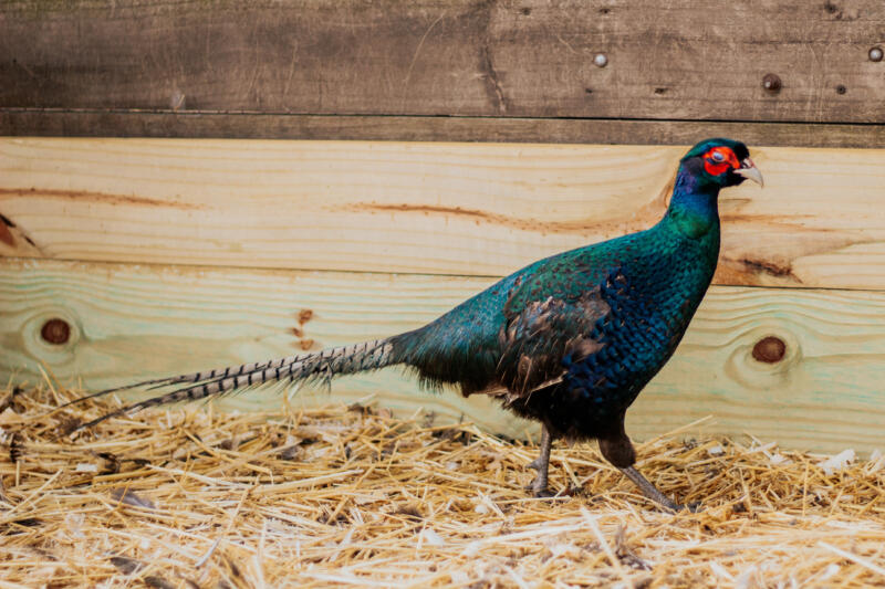 MacFarlane Pheasants' Game Bird Breeds