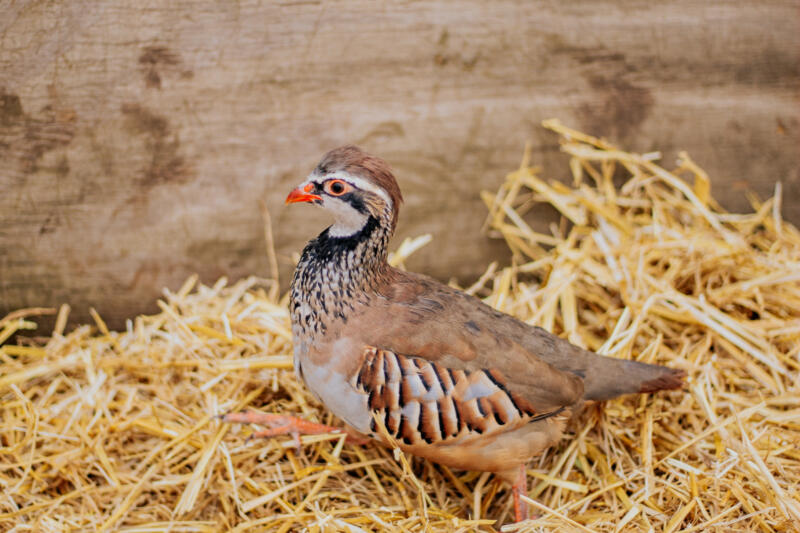 MacFarlane Pheasants' Game Bird Breeds