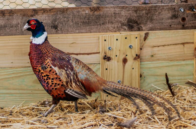 Pheasant Chicks--MacFarlane Pheasants, Inc